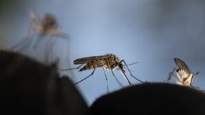 Zanzare e malattie infettive in Italia: cosa aspettarsi per l’estate ...